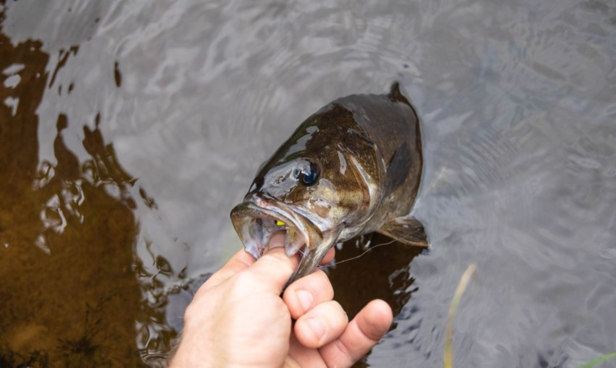 How to Setup and Fish the Wacky Rig: Tips for 2023 - PaddlingSpace.com